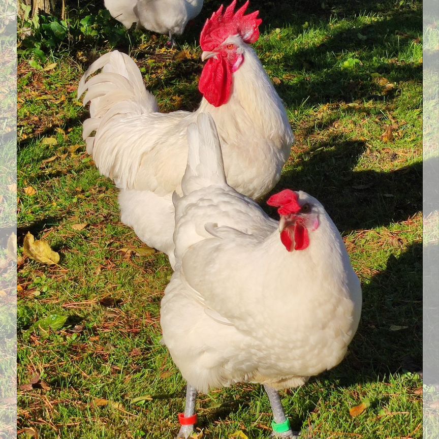 Куры несушки