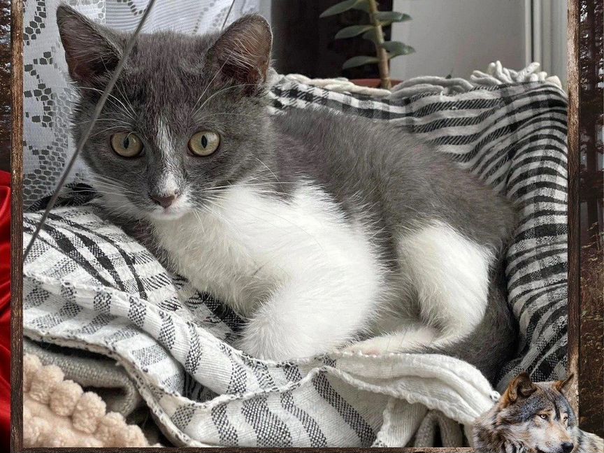 Котенок девочка