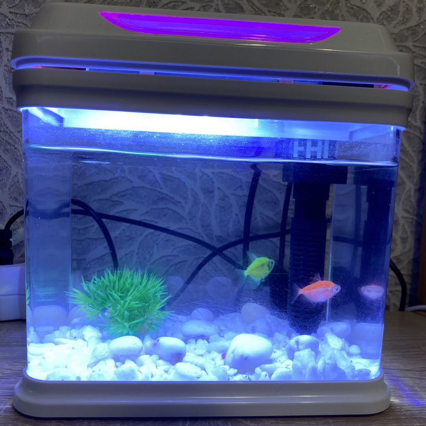 Аквариумные рыбки