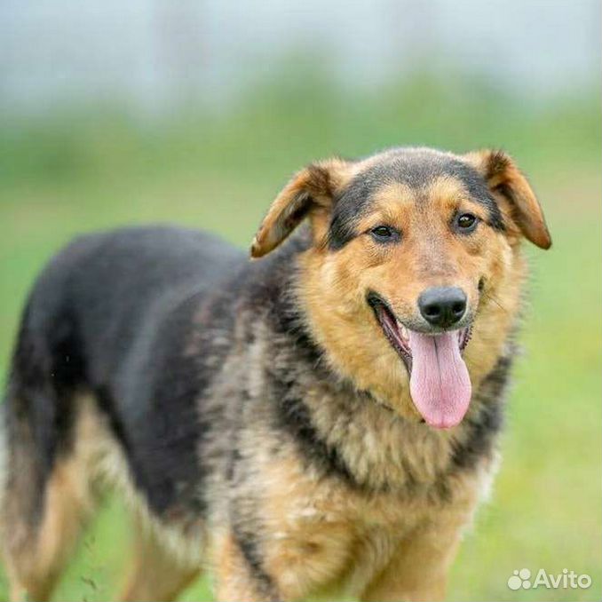 Собака Коржик ищет семью