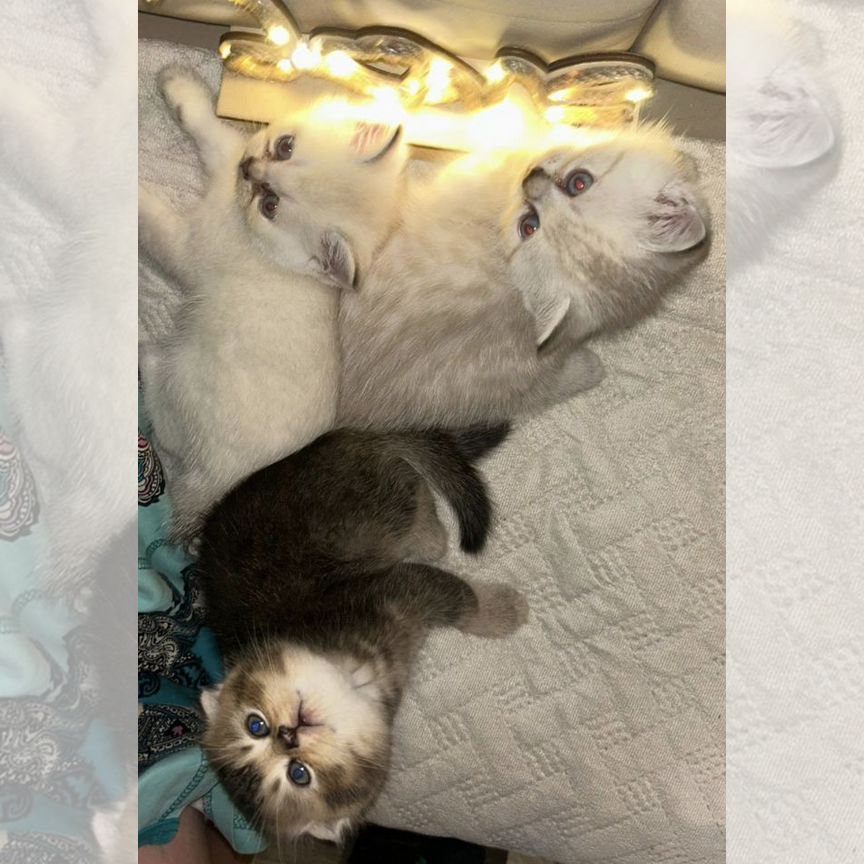 Шотландские котята