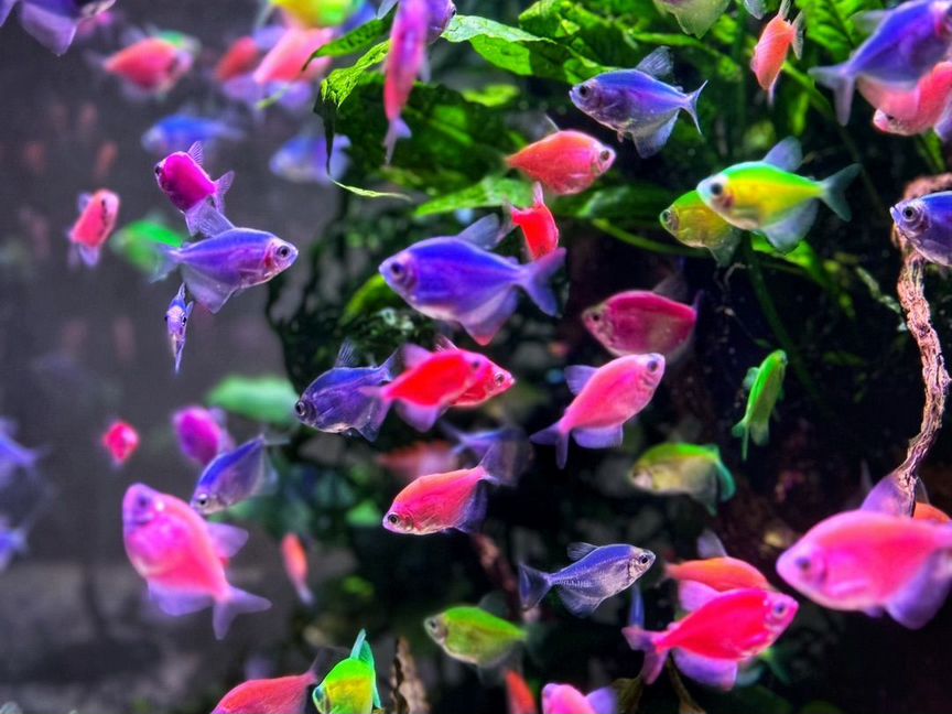 Рыбки для аквариума. Терненция glofish
