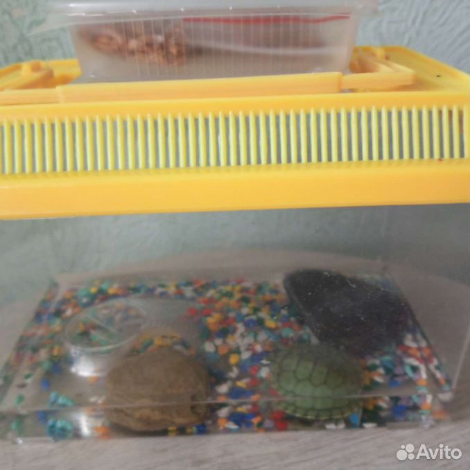 Красноухая черепаха с домиком