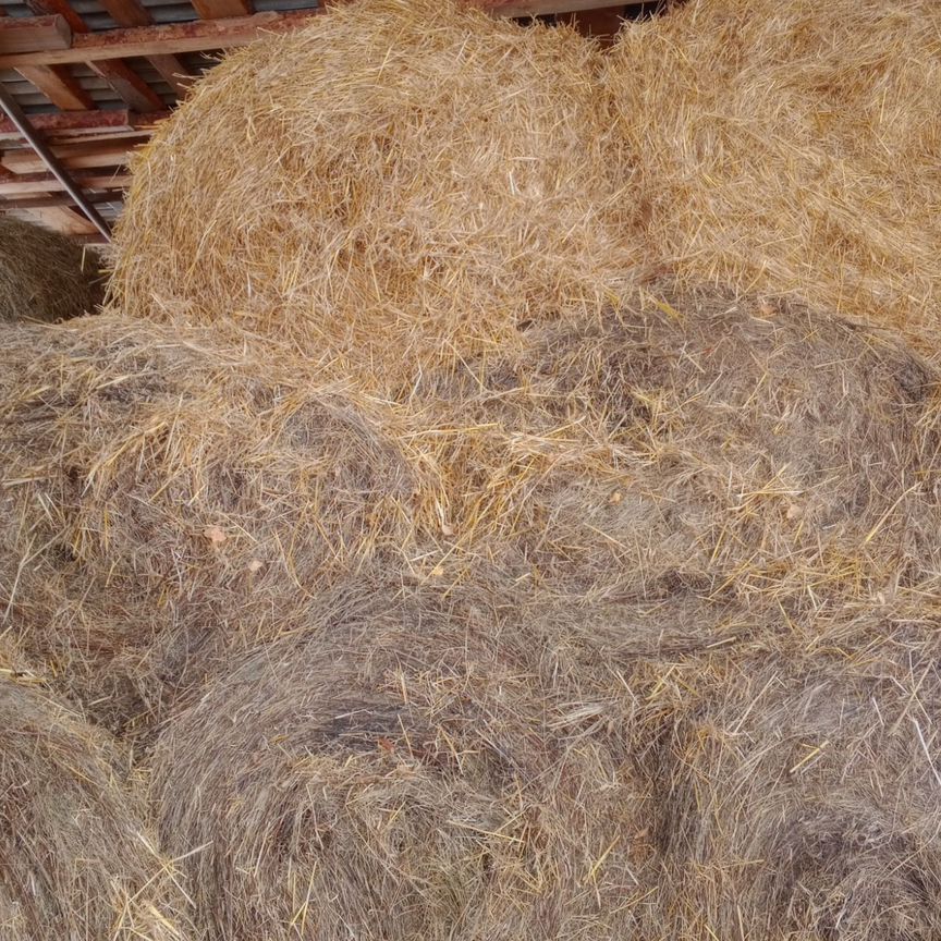 Продам сено в рулонах