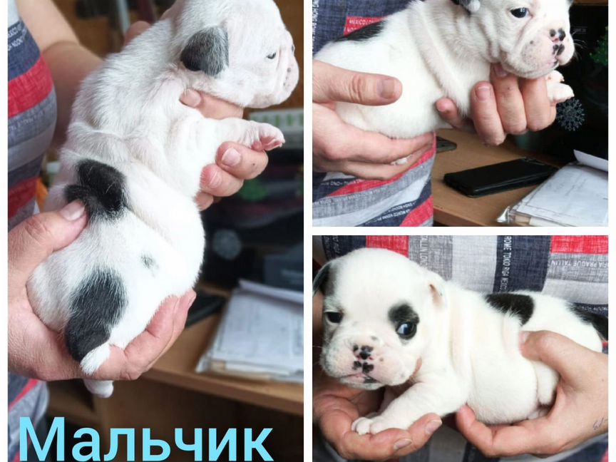 Английский бульдог щенки