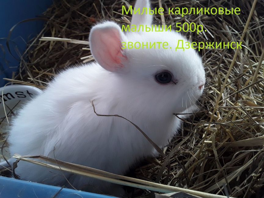 Милые карликовые малыши