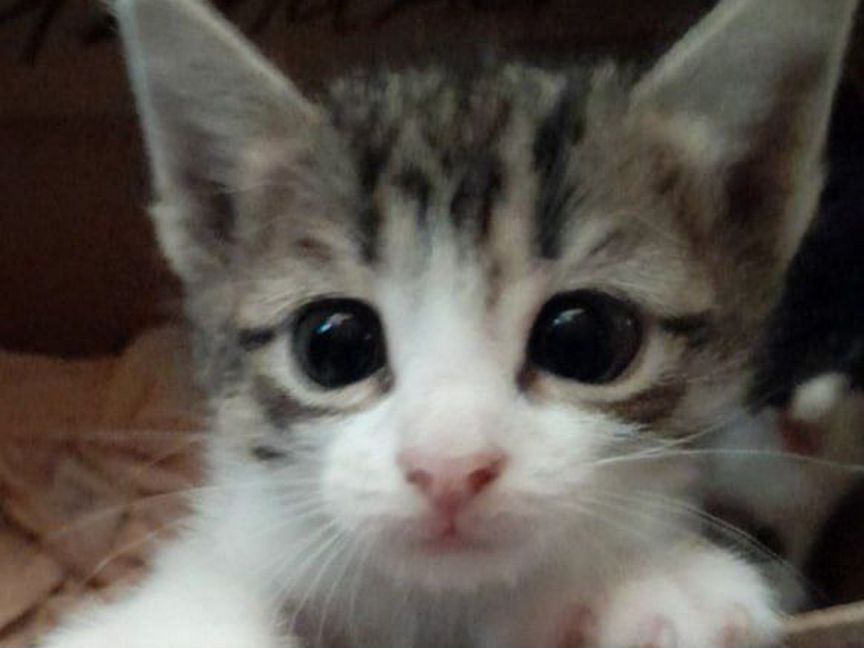 Котята в добрые руки бесплатно