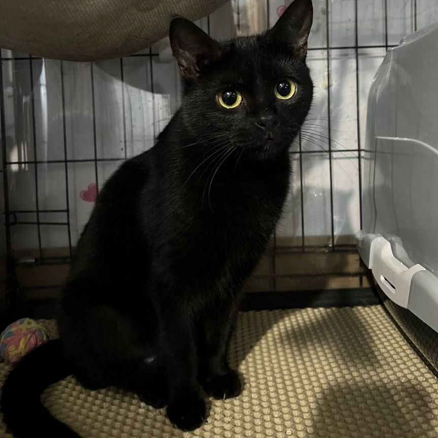 Взрослая, кошка в добрые руки