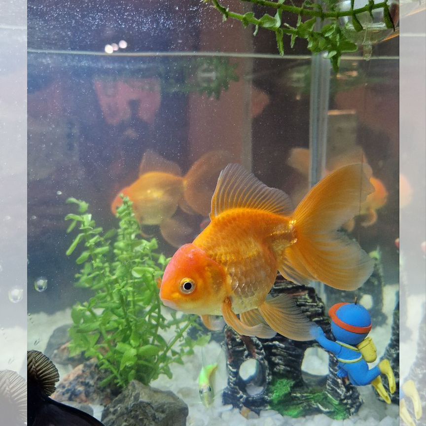 Золотая рыбка