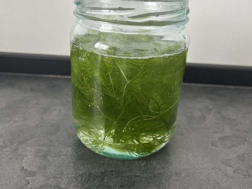 Трава для аквариума