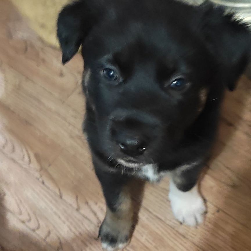 Сибирский хаски, щенок