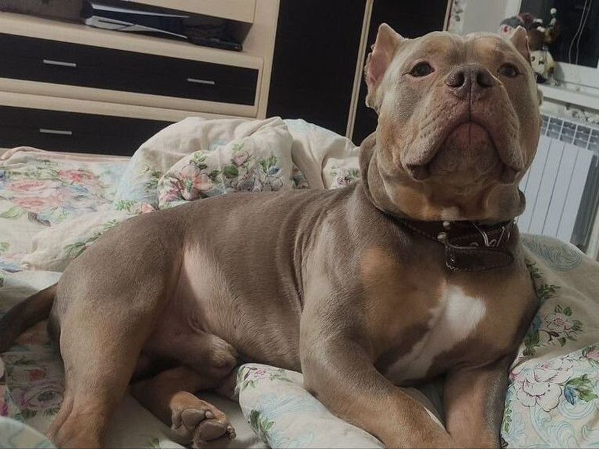 Американский булли