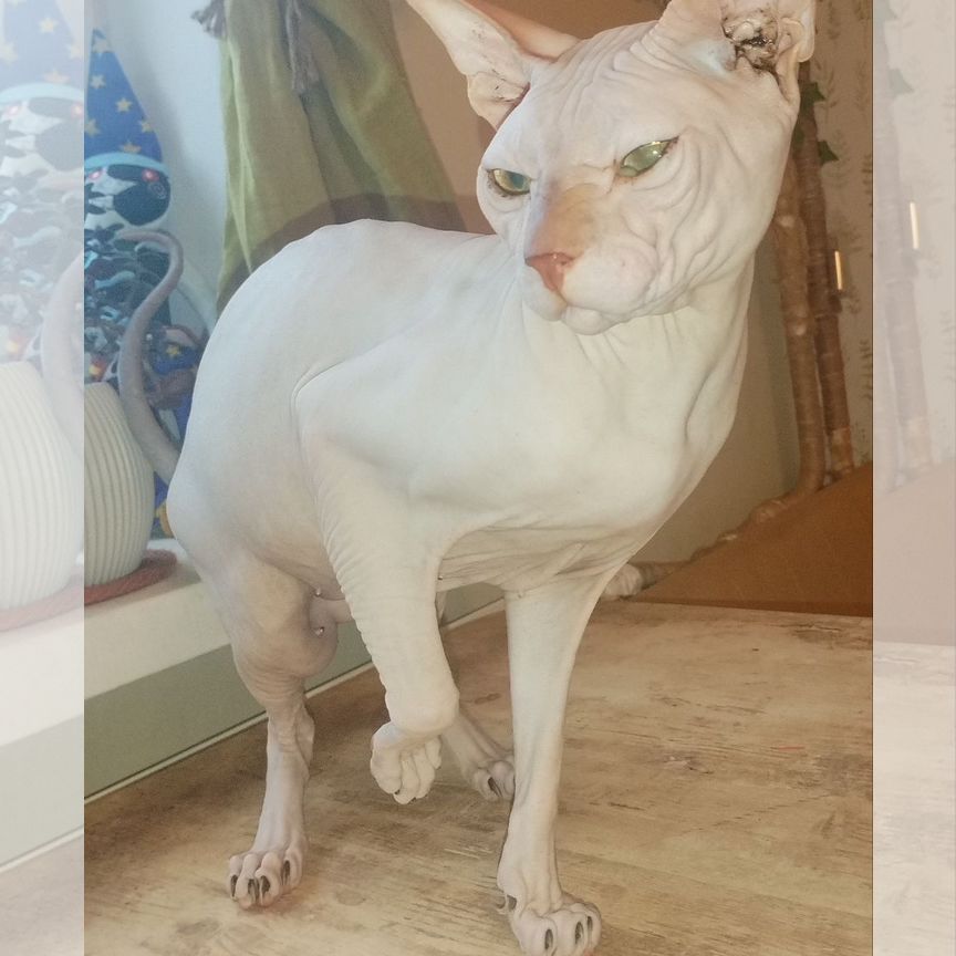 Донской сфинкс, взрослый кот
