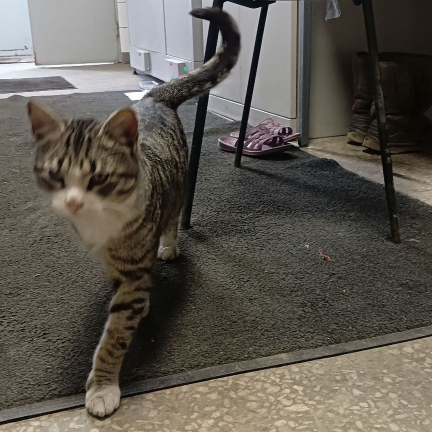 Котик беспородный