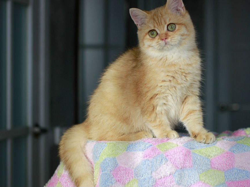 Британский золотой Колобок