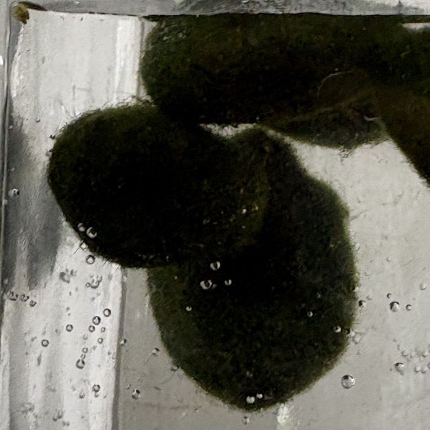 Водоросль маримо