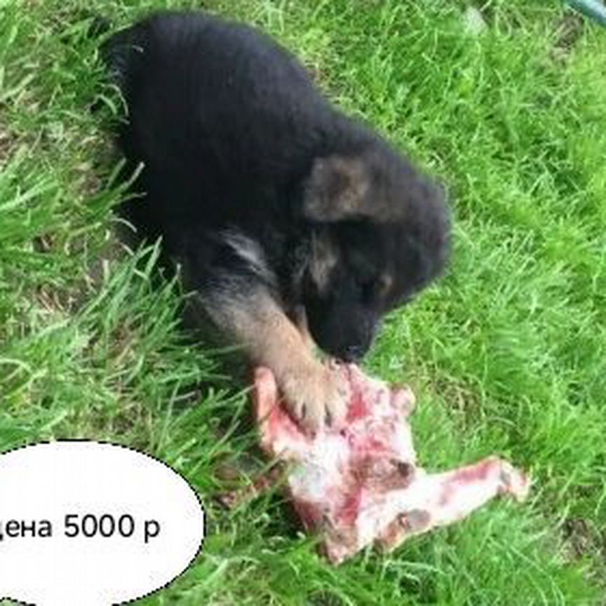 Щенки немецкой овчарки