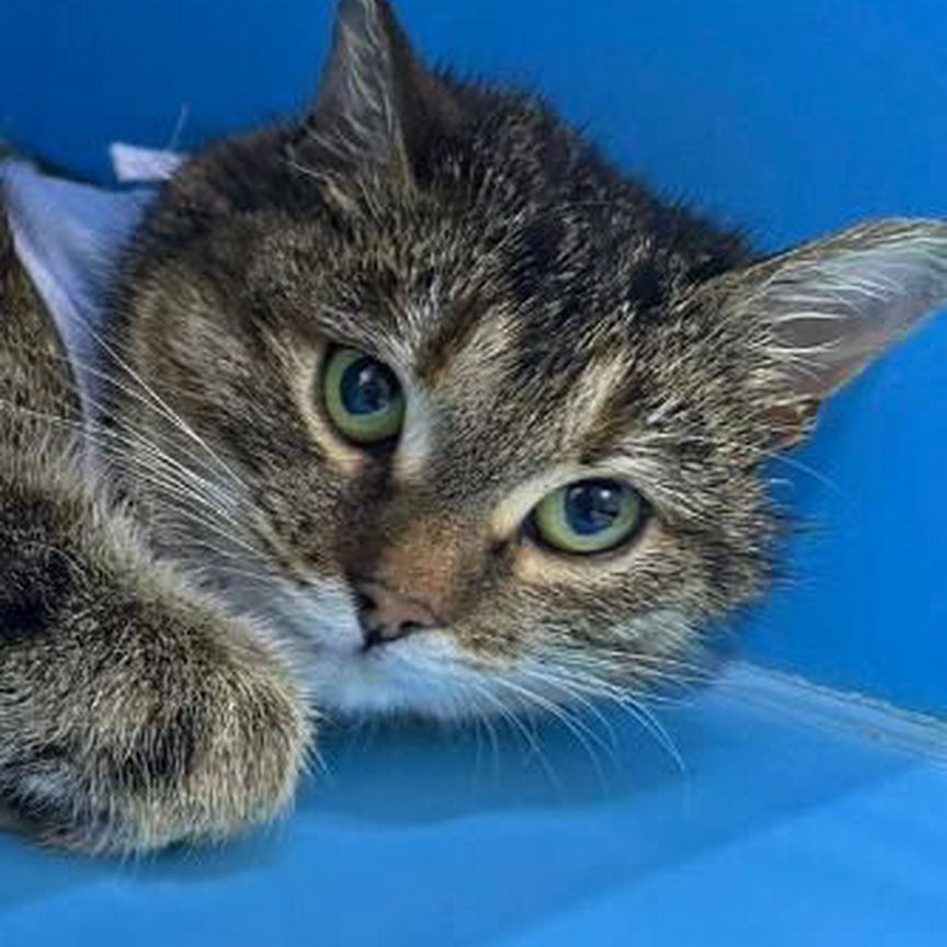 Сутки на поиск дома для ласковой Бубочки.Шанс