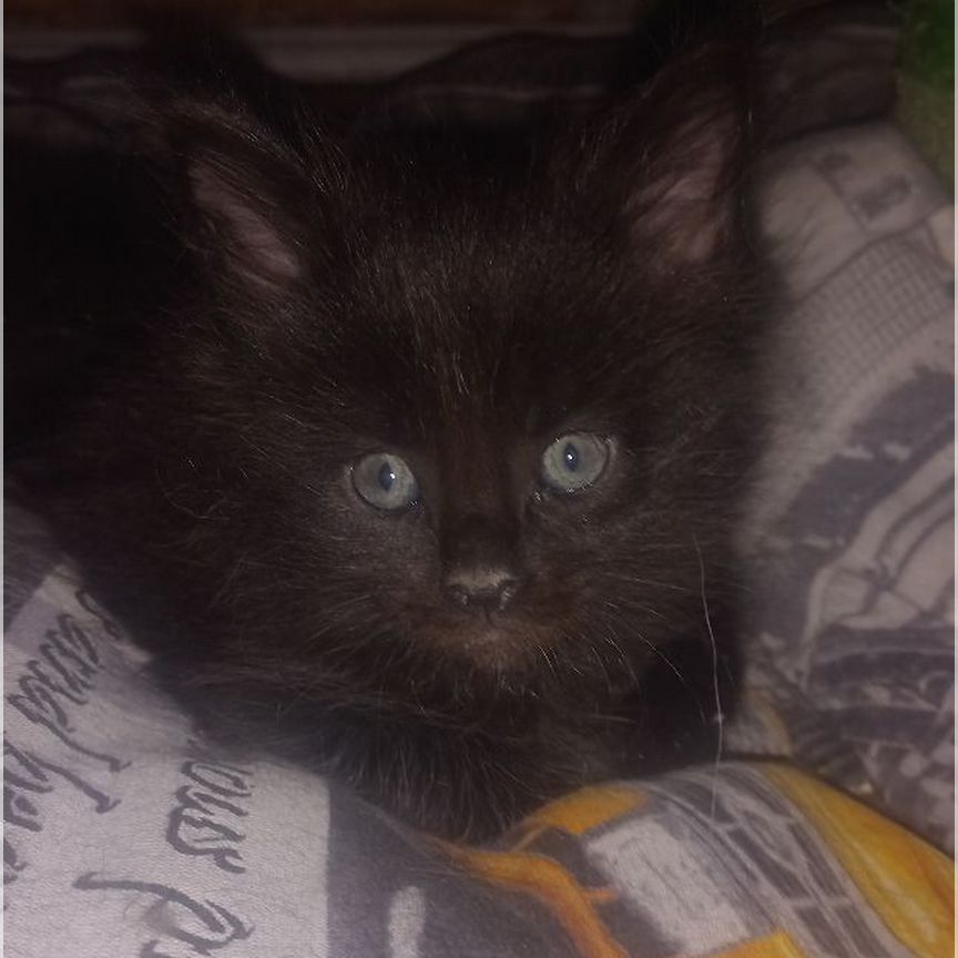 Мейн-кун котёнок