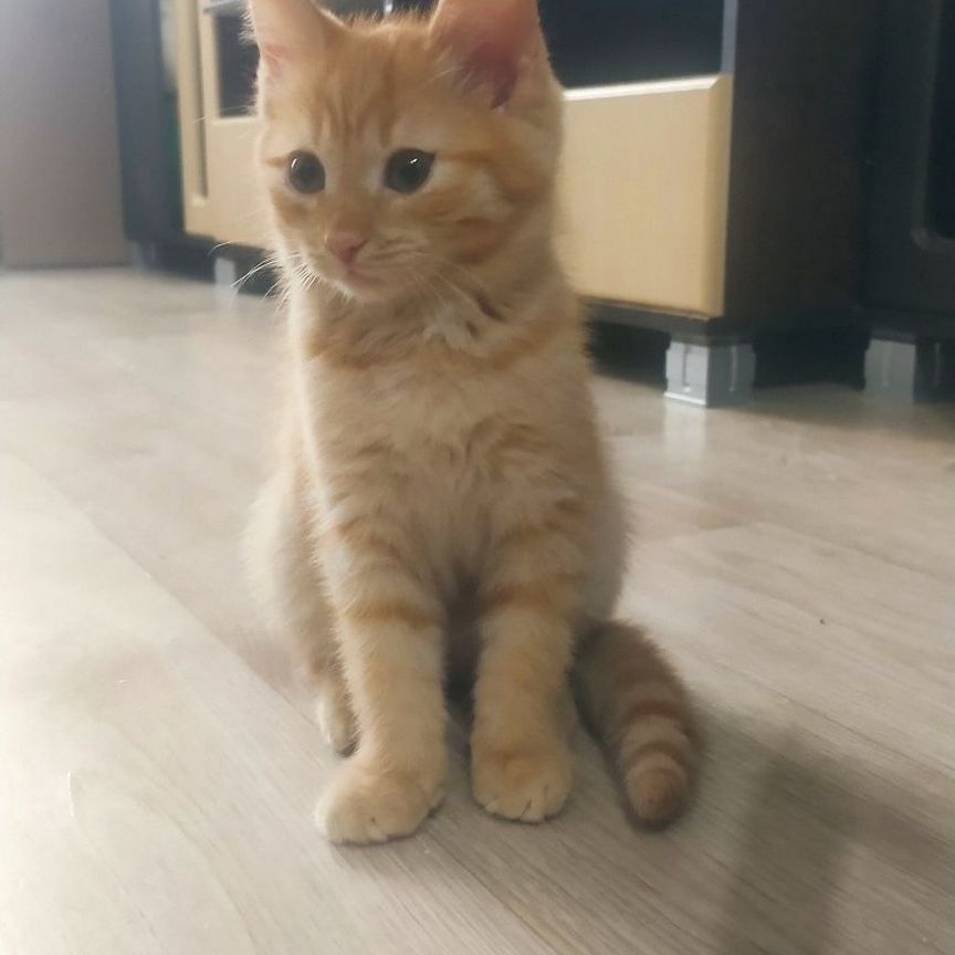 Отдам котёнка Симбу