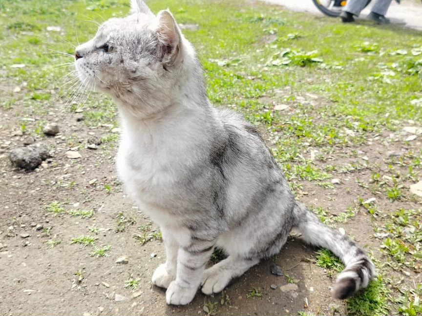Зелёноглазый котик ищет дом