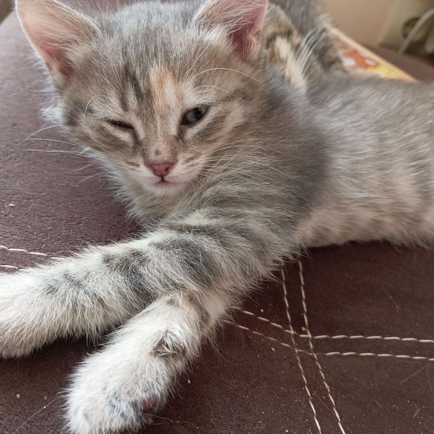 Отдам в добрые руки котят