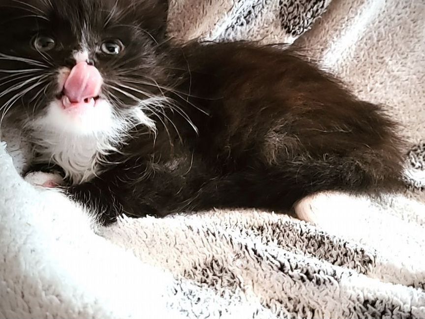 Котёнок