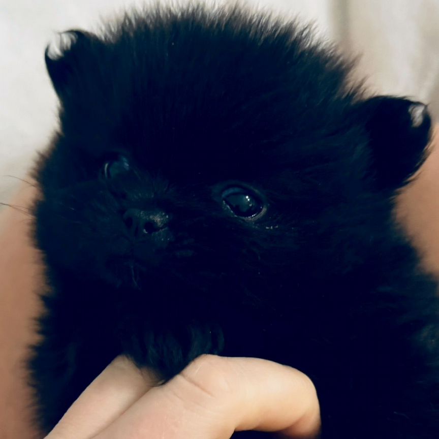 Померанский шпиц минимальчик