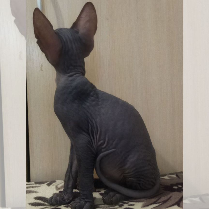 Донской сфинкс котёнок