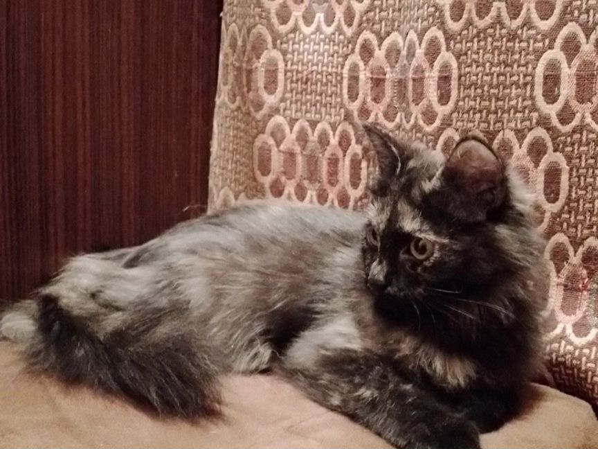 Котенок 4 месяца