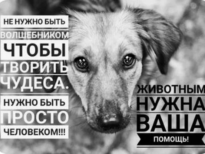 Поможем бездомным животным вместе