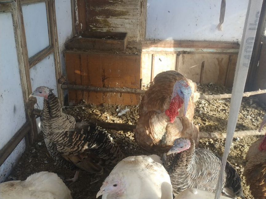 Инкубационное яйцо индейки