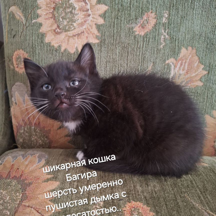 Котенок девочка 1.5месяца