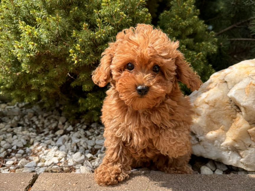 Той-пудель ред браун миниркф