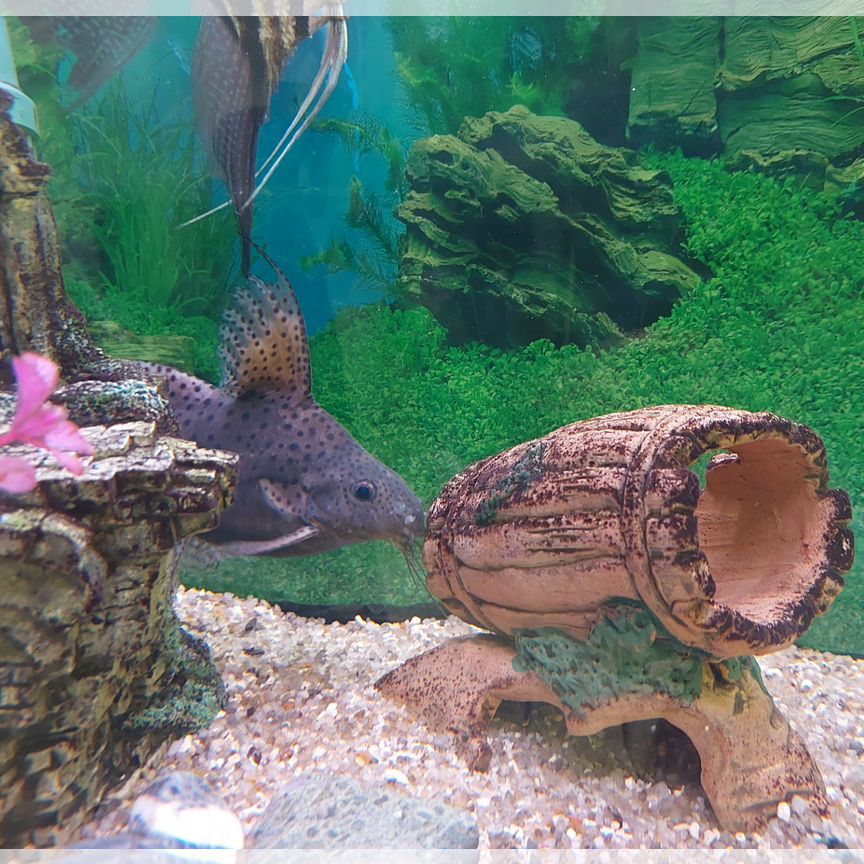 Синодонт, аквариумная рыбка