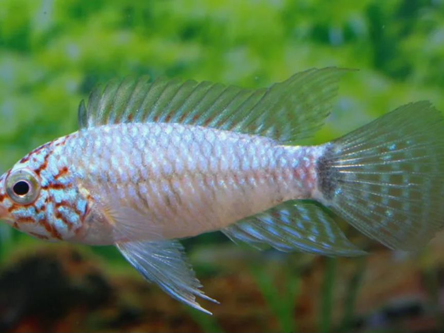 Апистограмма голубая сталь - Apistogramma Blue Ste