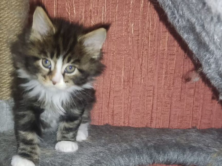 Котик Мейн-кун