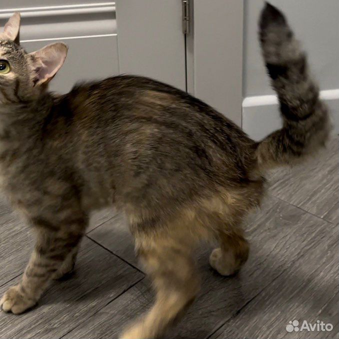 Кошка Шпротинка в добрые руки