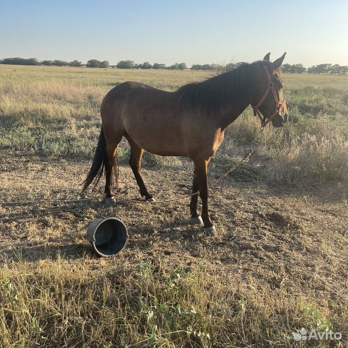 Лошадь клеппер