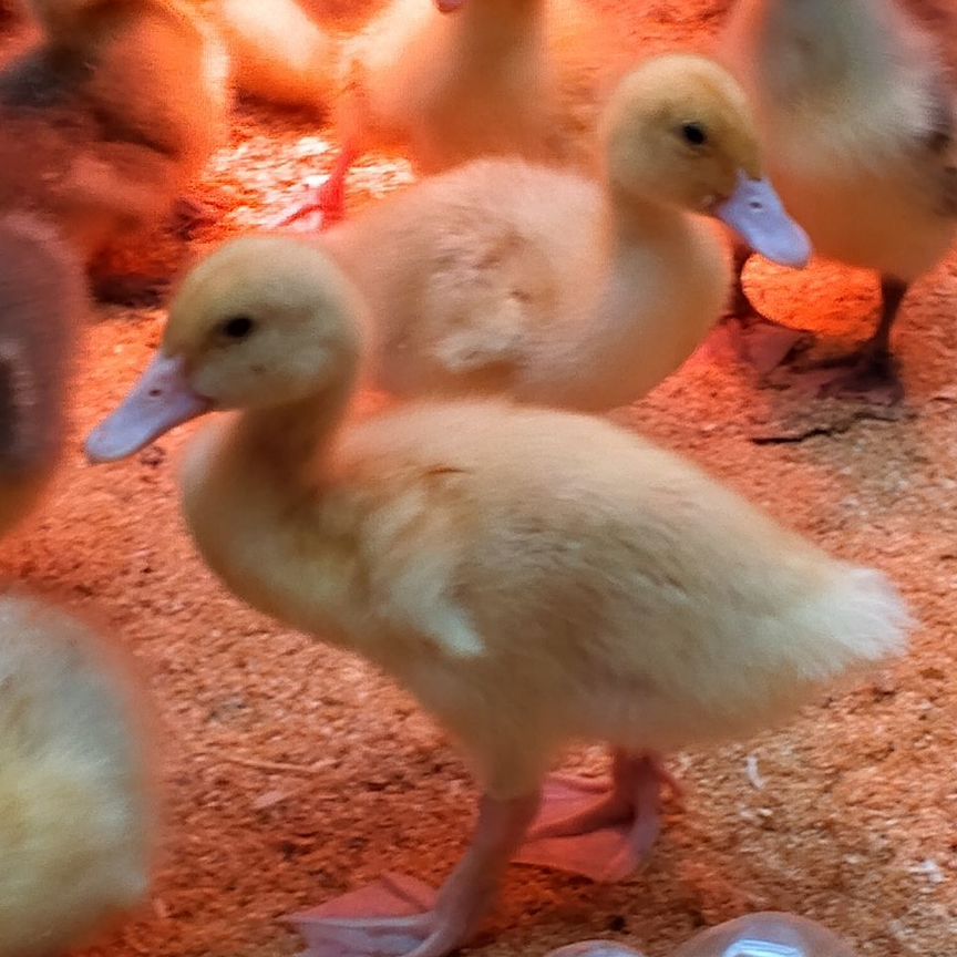 Продам утят