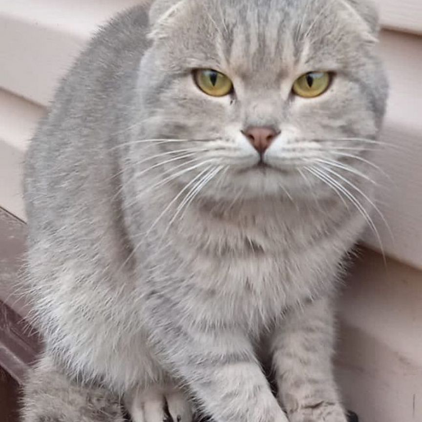 Вислоухий котик