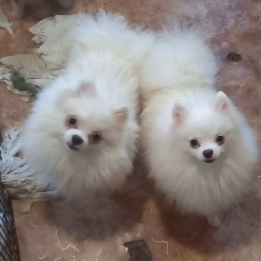 Померанский шпиц, щенок