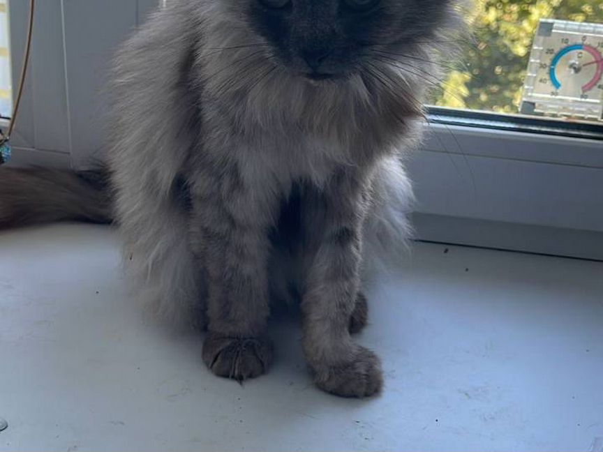 Вислоухой кошечке нужен хозяин