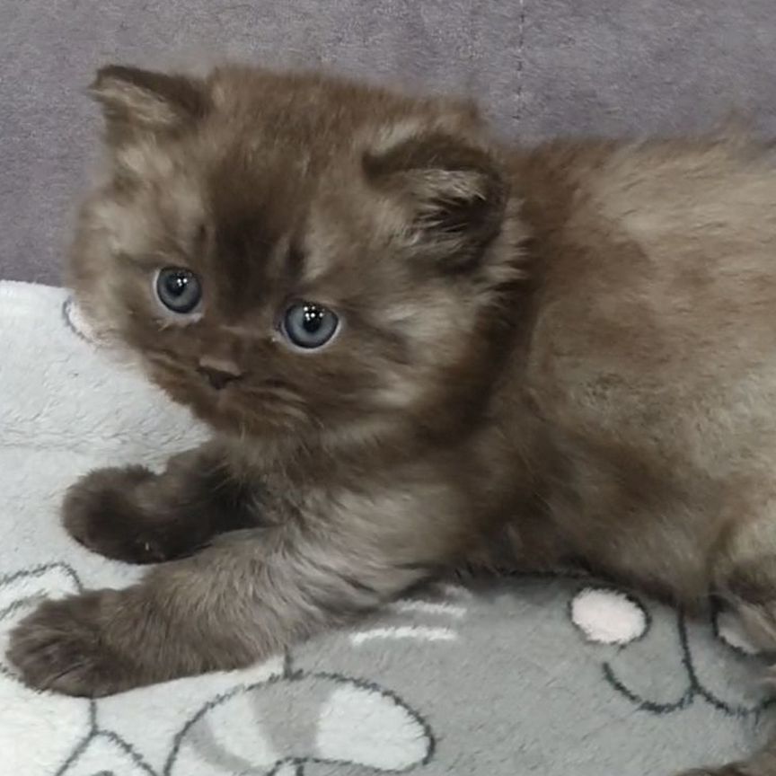Британский длинношёрстный котёнок
