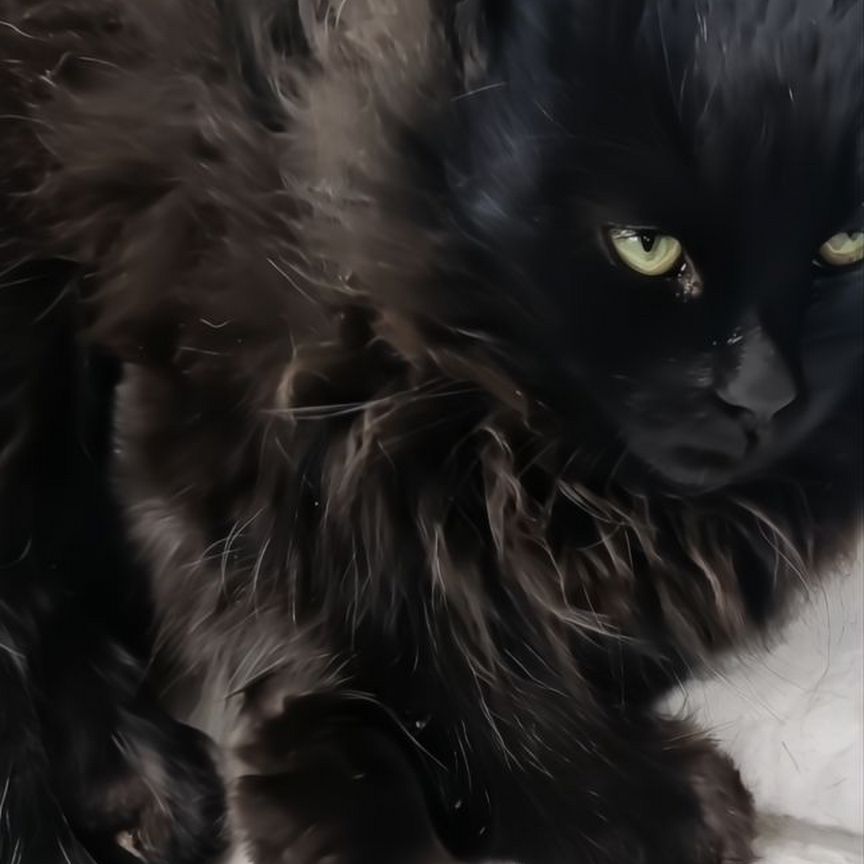 Британский длинношёрстный котёнок