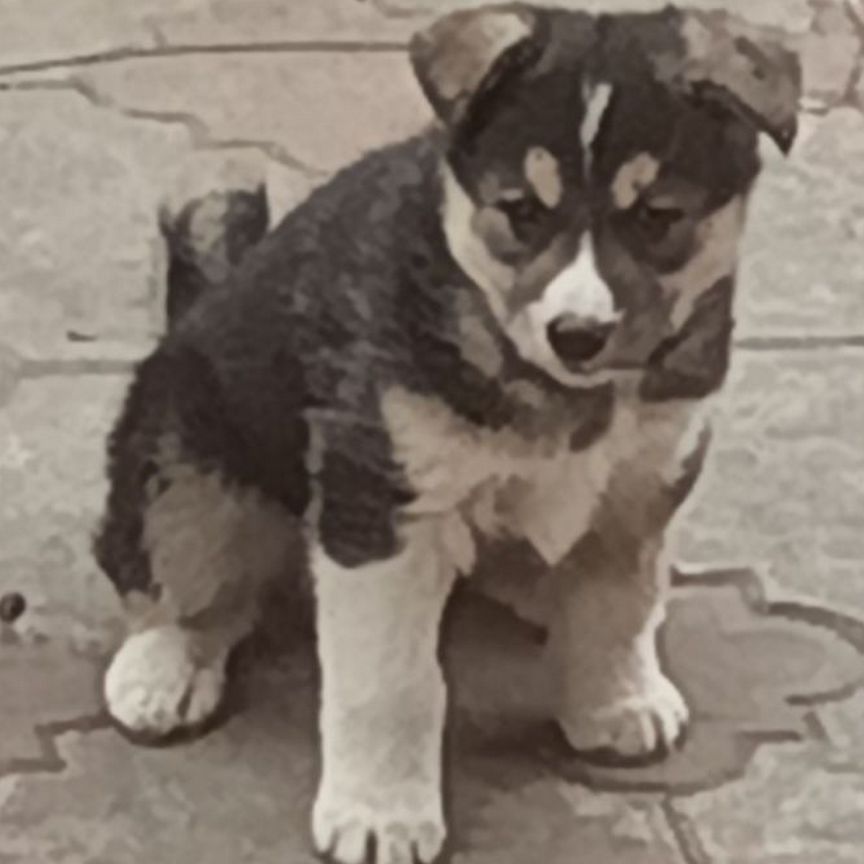 Западносибирская лайка, щенок