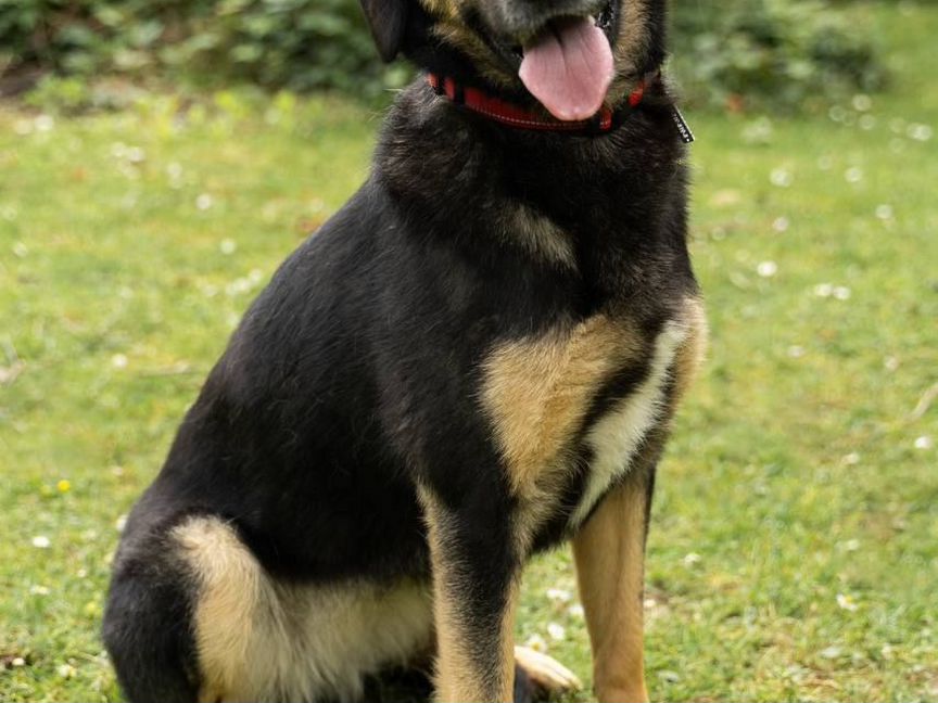 Собака в добрые руки