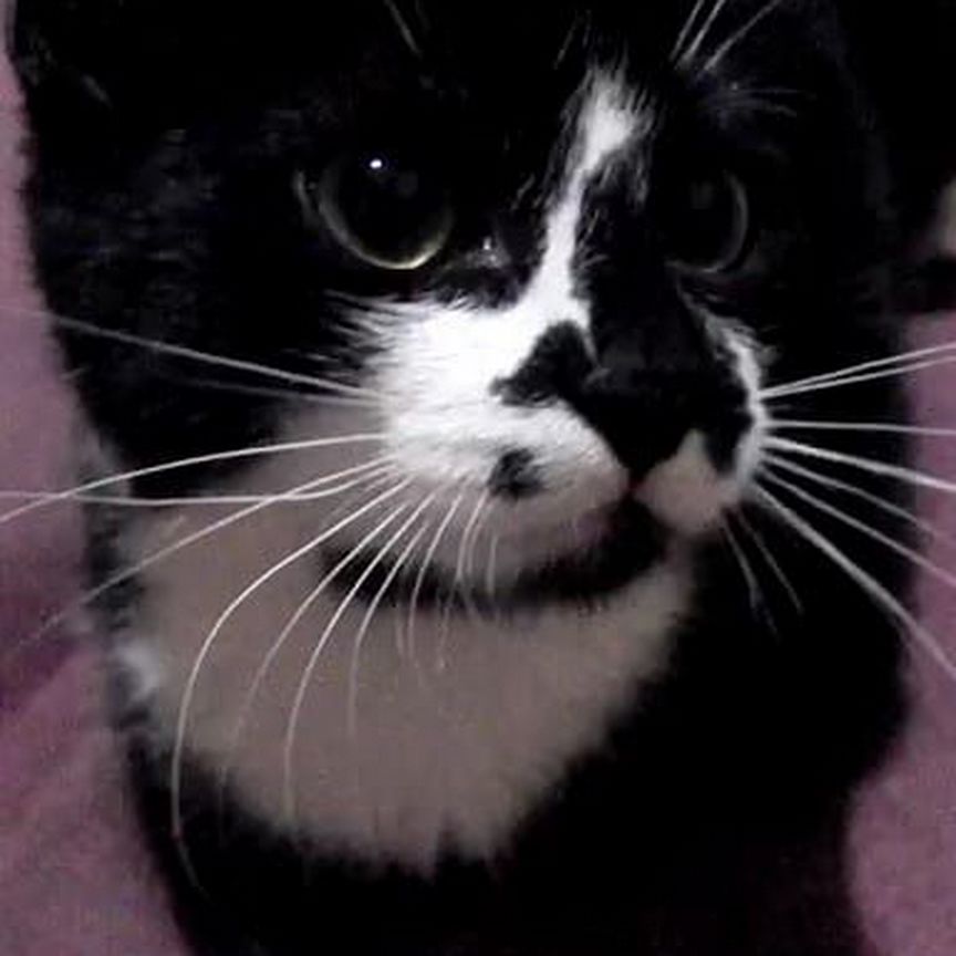Милый котик-супермен для вашего дома, 3.5 месяца