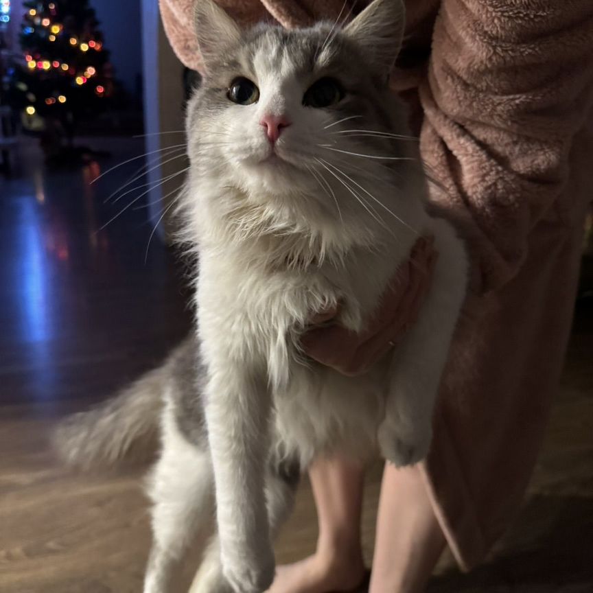 Взрослый кот в добрые руки