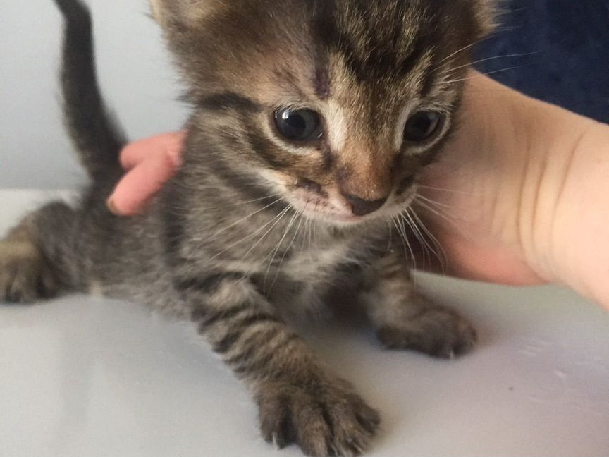 Котенок сирота ждет семью